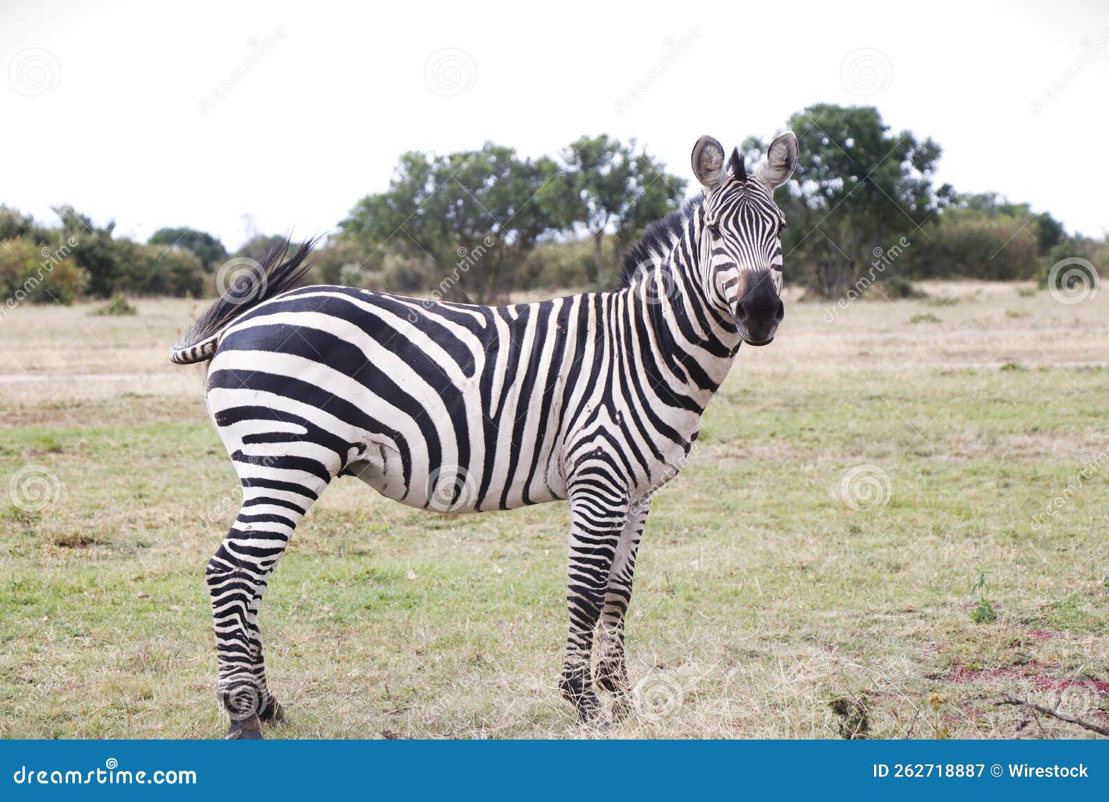Zebra Wandering Alone in a Safari Covered with Meadow Stock Image ...