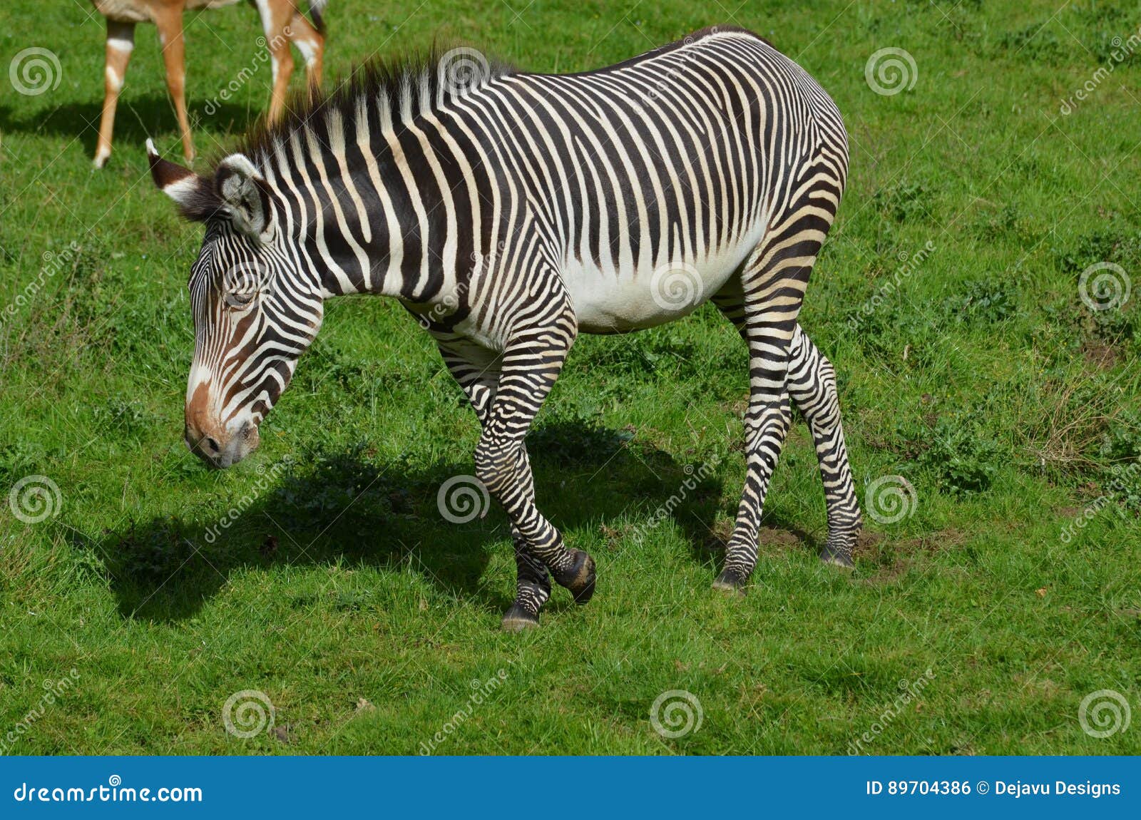 Zebra Wandering on a Prairie with Green Grass Stock Photo - Image of ...