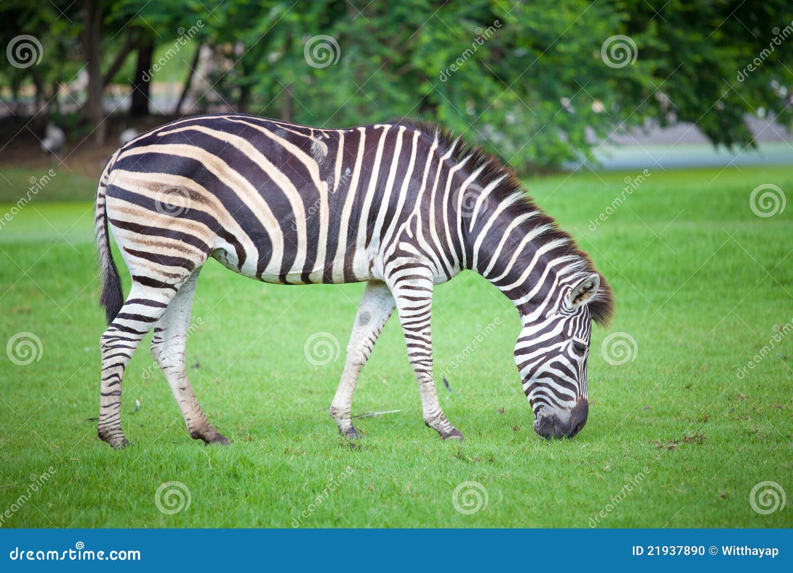 Zebra was eating stock photo. Image of food, safari, mane - 21937890