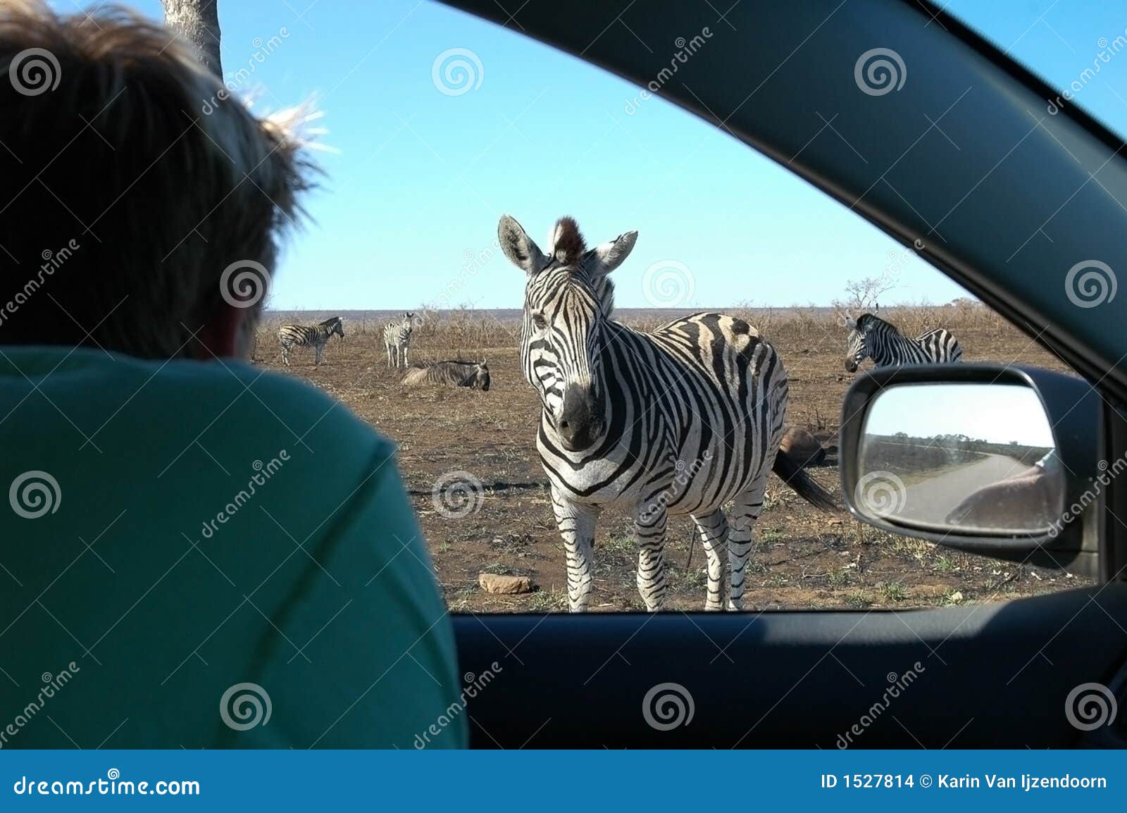 Zebra watching human stock photo. Image of watching, looking - 1527814