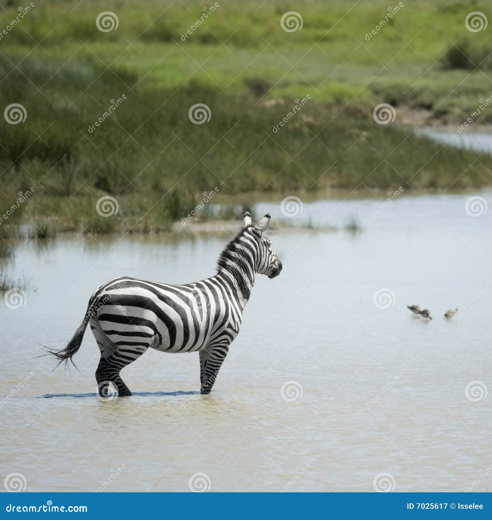 Zebra in water stock image. Image of safari, nature, flora - 7025617