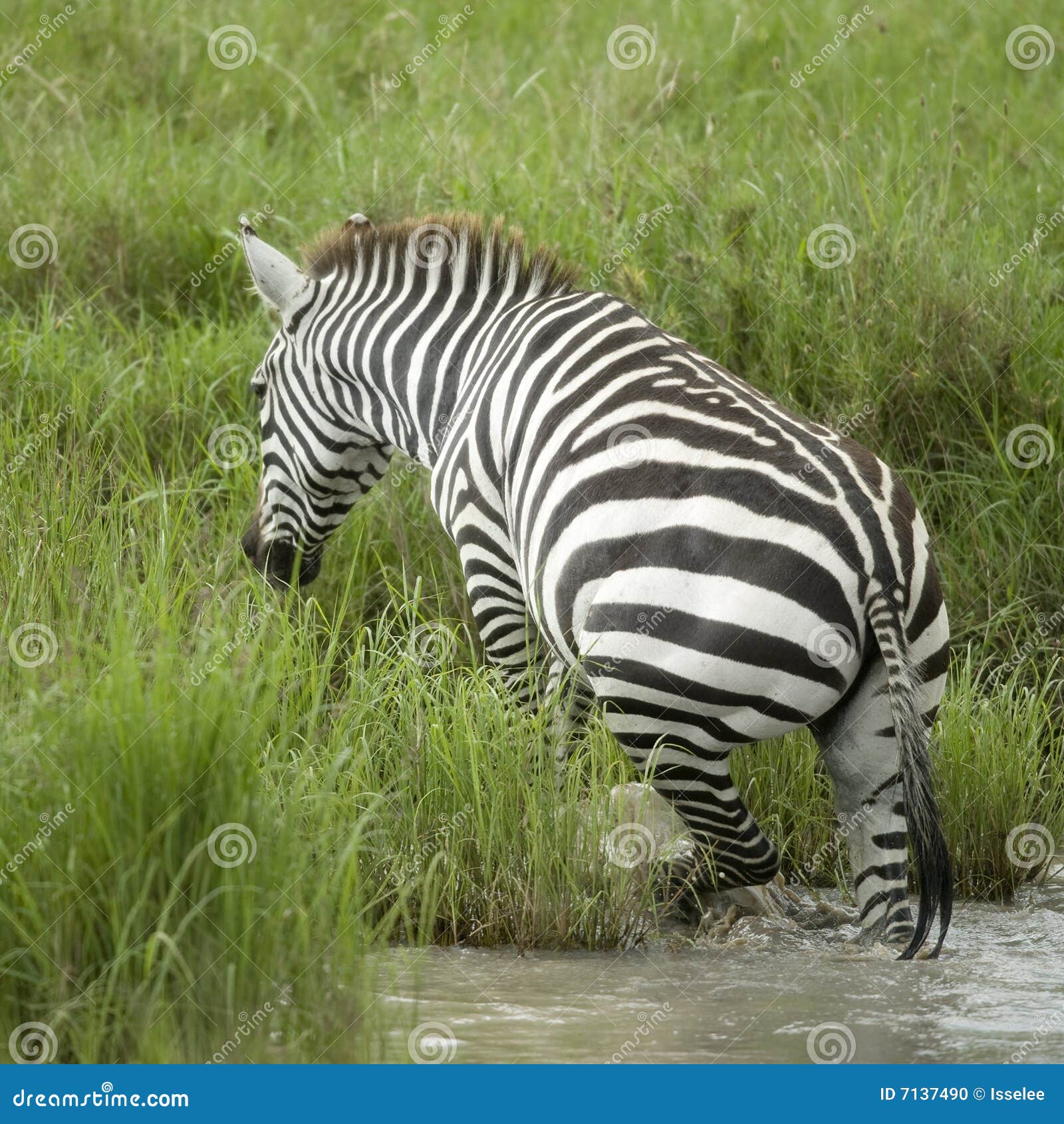 Zebra in the water stock photo. Image of trip, water, destination - 7137490