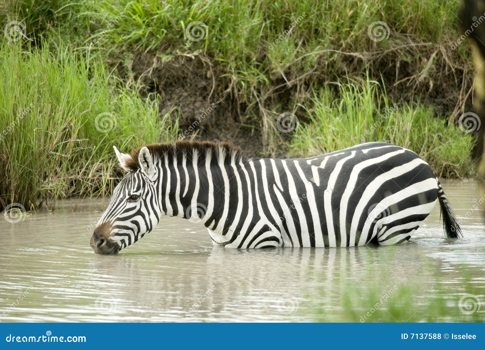 Zebra in the water stock photo. Image of herbivorous, walking - 7137588