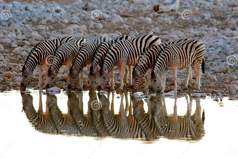 Zebra at Waterhole stock image. Image of namib, reflection - 10157757
