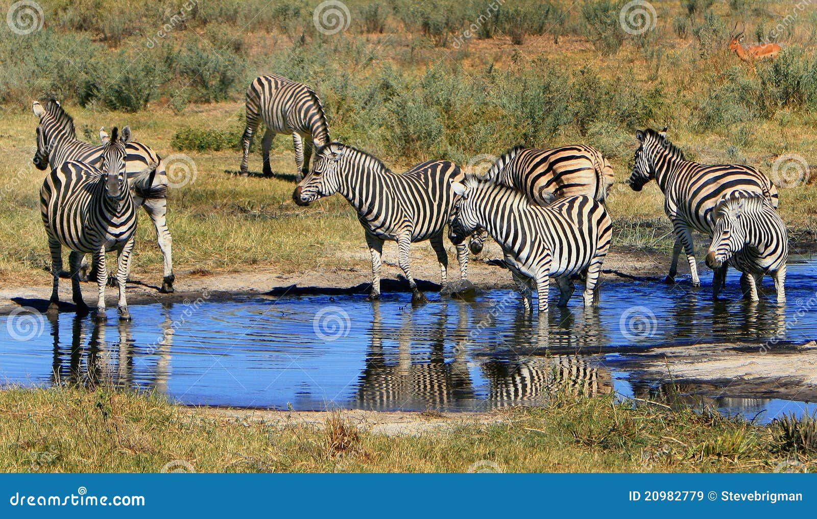 Zebra waterhole stock image. Image of wildlife, bush - 20982779
