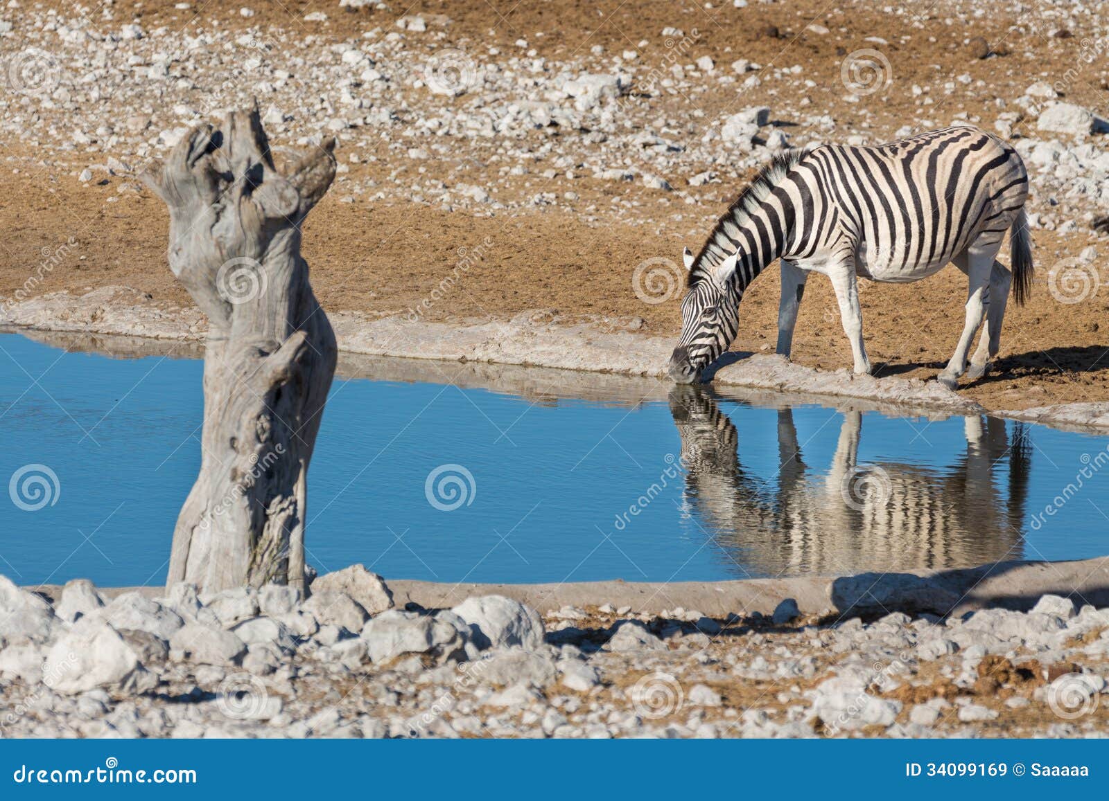 Zebra at waterhole stock image. Image of burchelli, african - 34099169