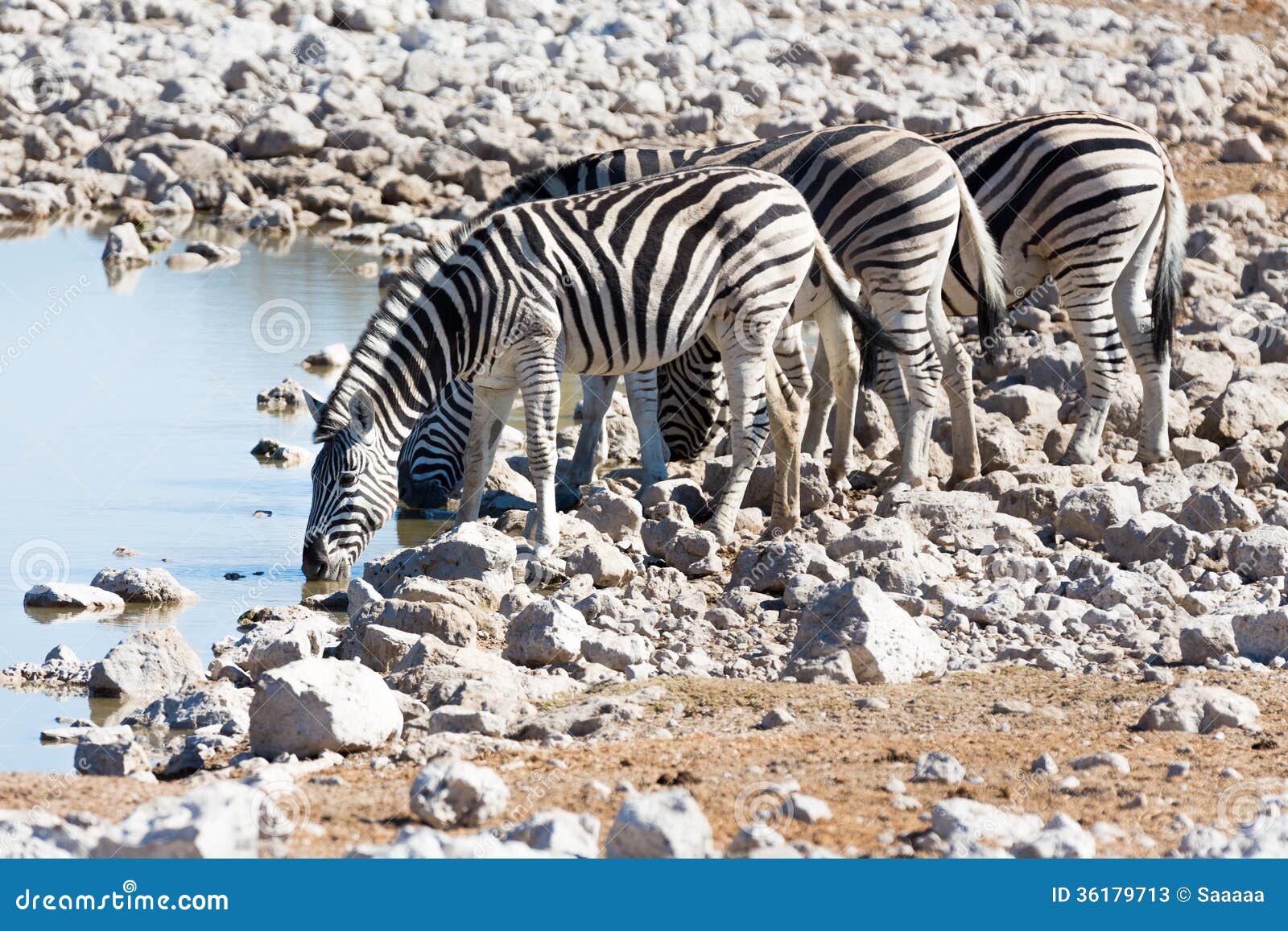Zebra at waterhole stock image. Image of great, african - 36179713