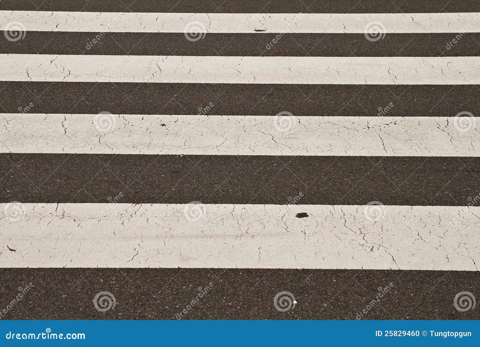 Zebra way stock photo. Image of background, pavement - 25829460