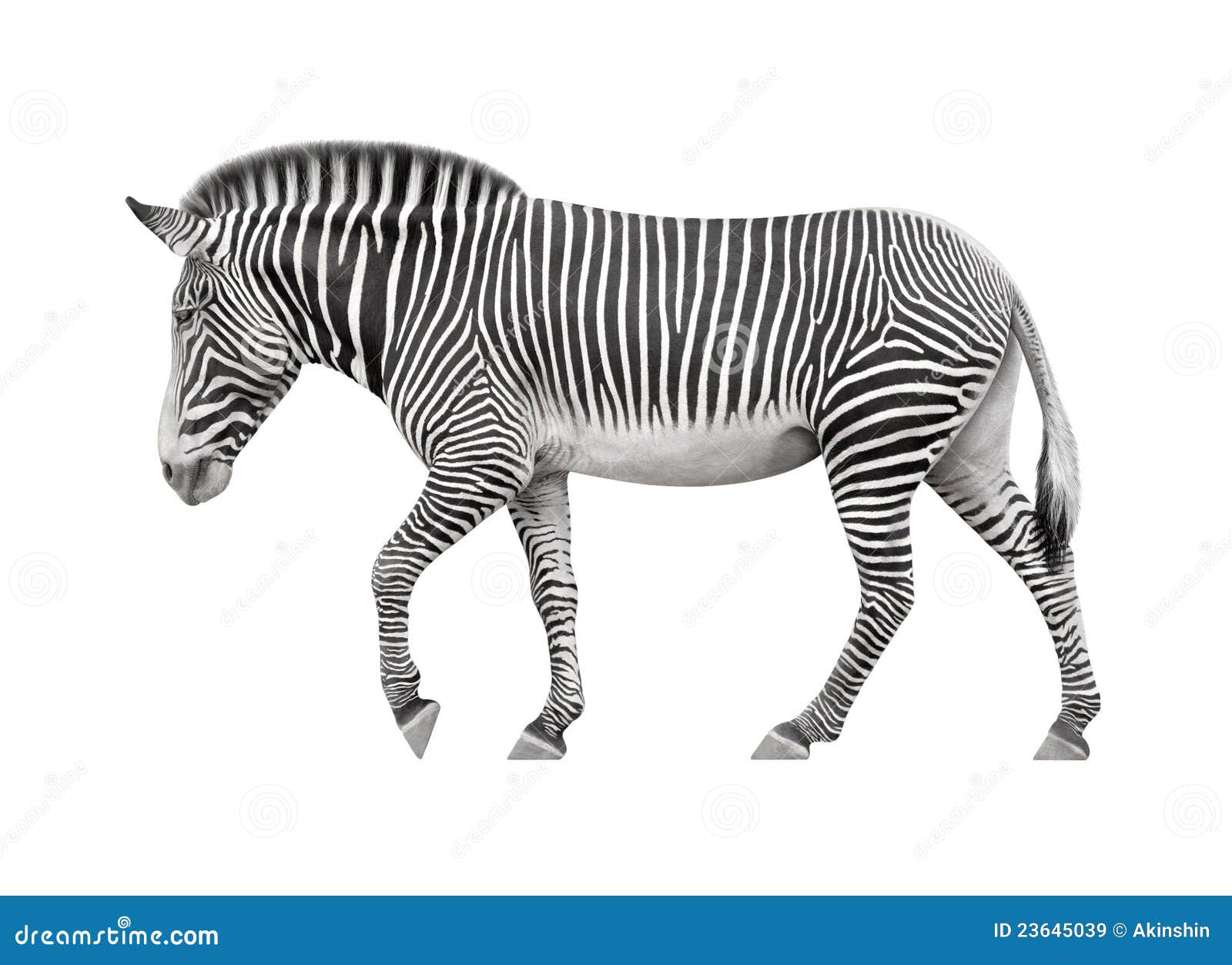 Zebra on a White Background Stock Image - Image of savanna, hair: 23645039