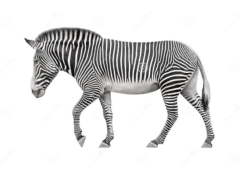 Zebra on a White Background Stock Image - Image of savanna, hair: 23645039