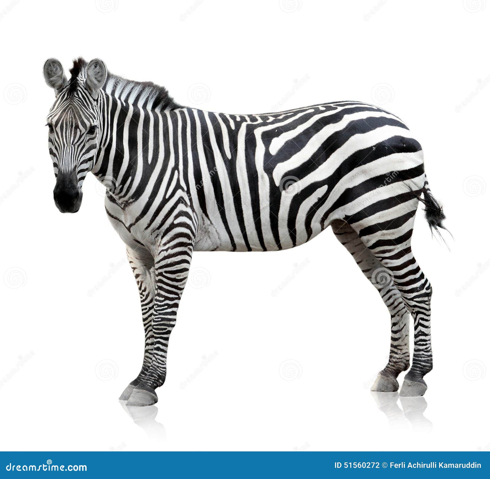 Zebra on white background stock photo. Image of texture - 51560272