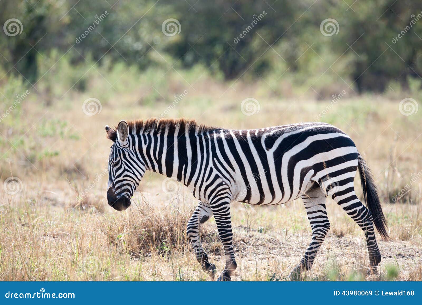 Zebra stock image. Image of snout, grassland, wilderness - 43980069
