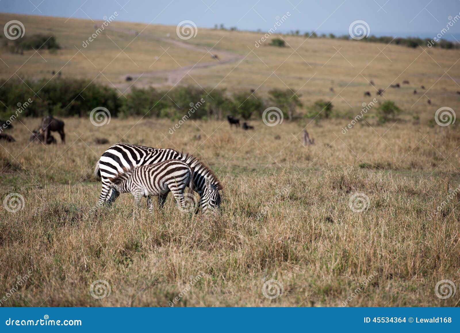 Zebra stock photo. Image of grass, prairie, landscape - 45534364