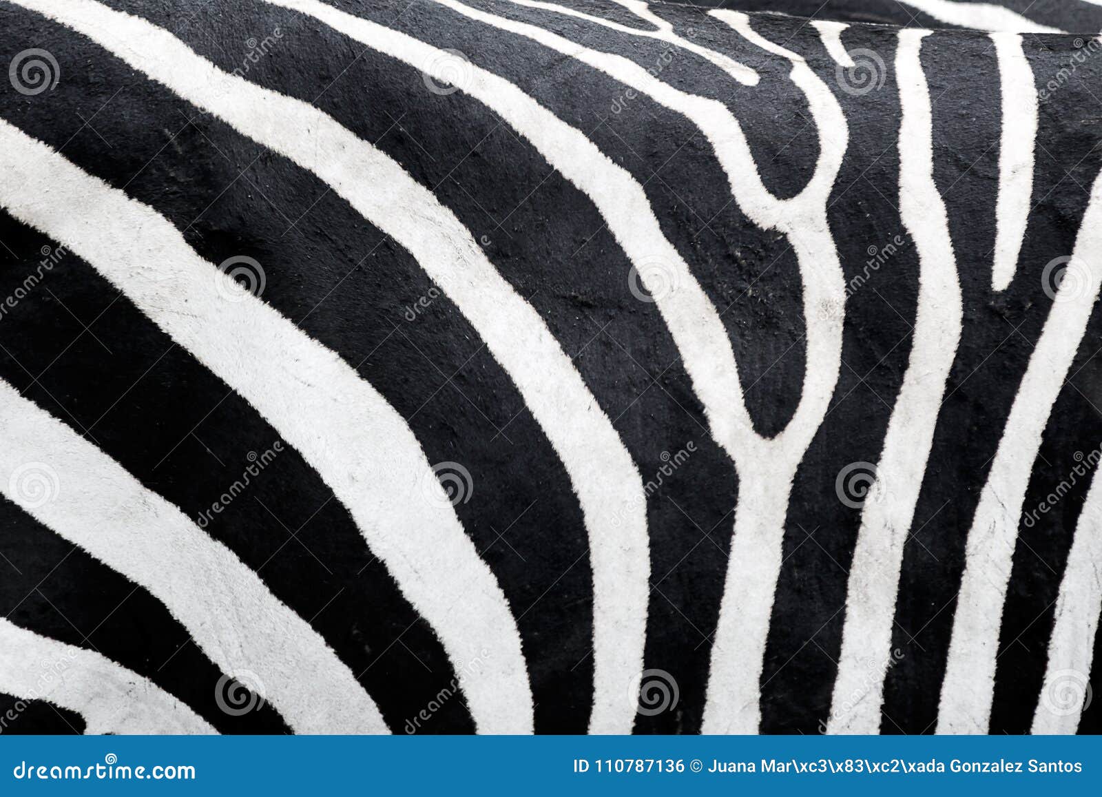 Zebra skin texture stock photo. Image of material, wild - 110787136