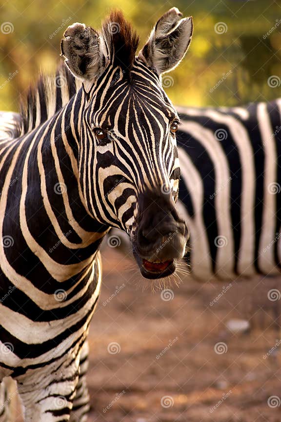 A zebra in the wild stock image. Image of white, zebrine - 7921097