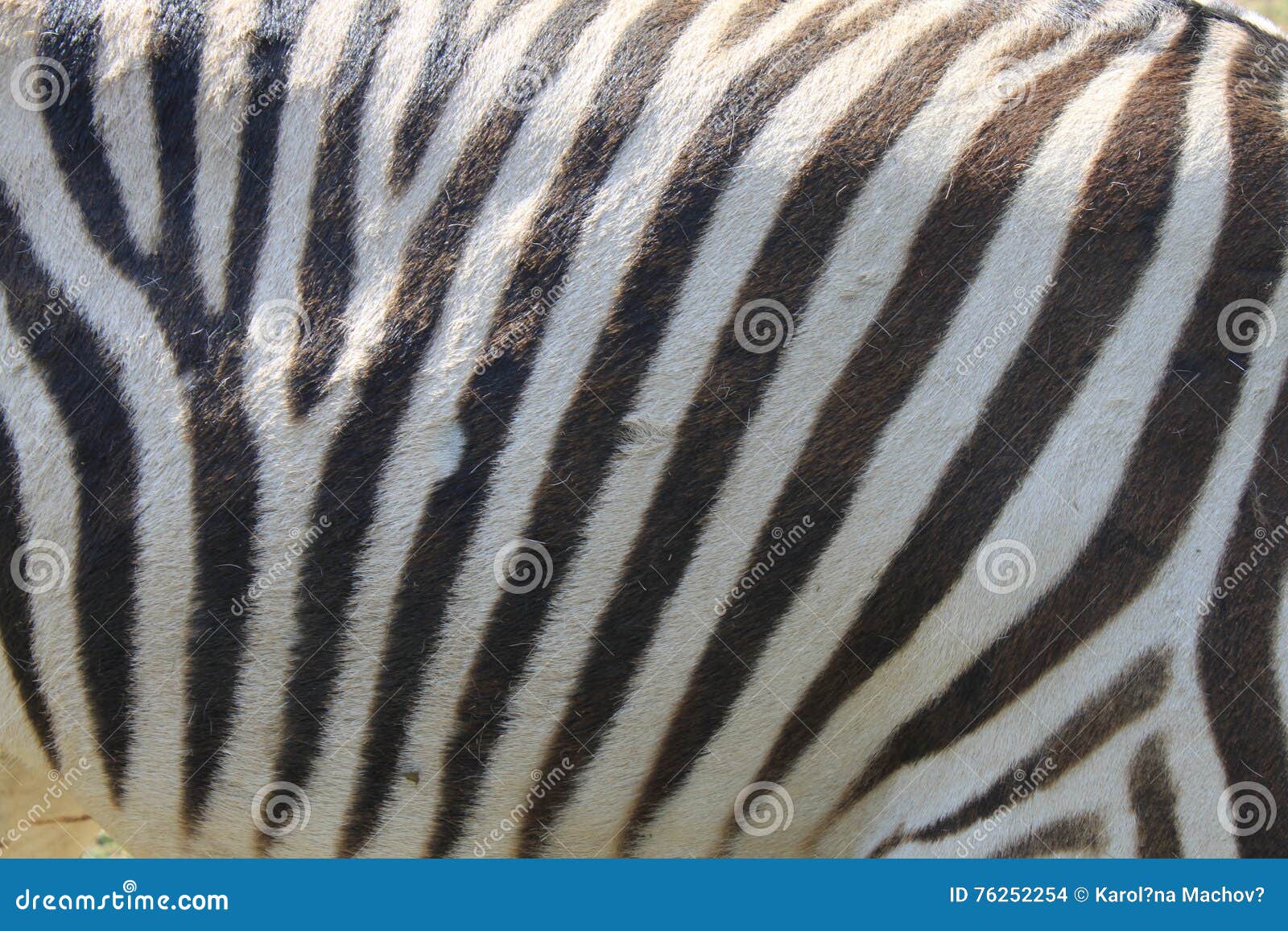 Zebra stock photo. Image of zebra, strips, safari, animal - 76252254