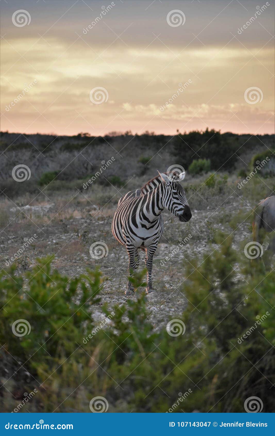 Wildlife at sunset stock image. Image of glowing, light - 107143047