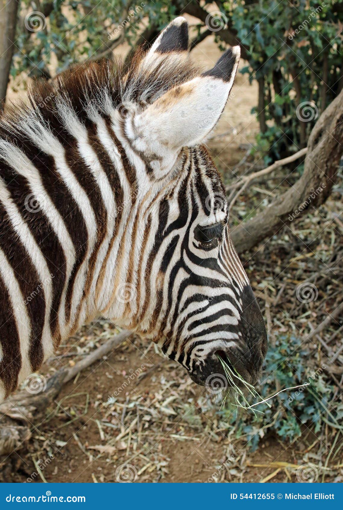 Zebra stock image. Image of black, biting, dominate, fight - 54412655