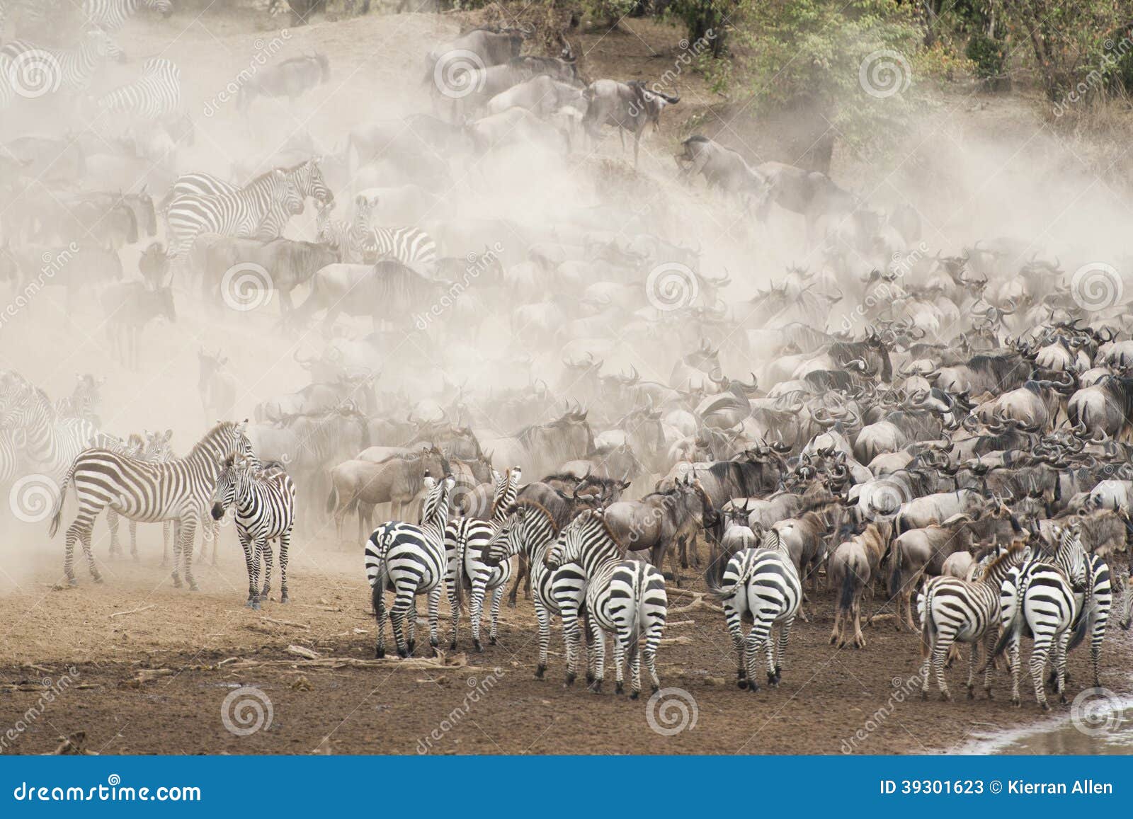 Zebra and Wildebeest in the Great Migration Stock Image - Image of herd ...