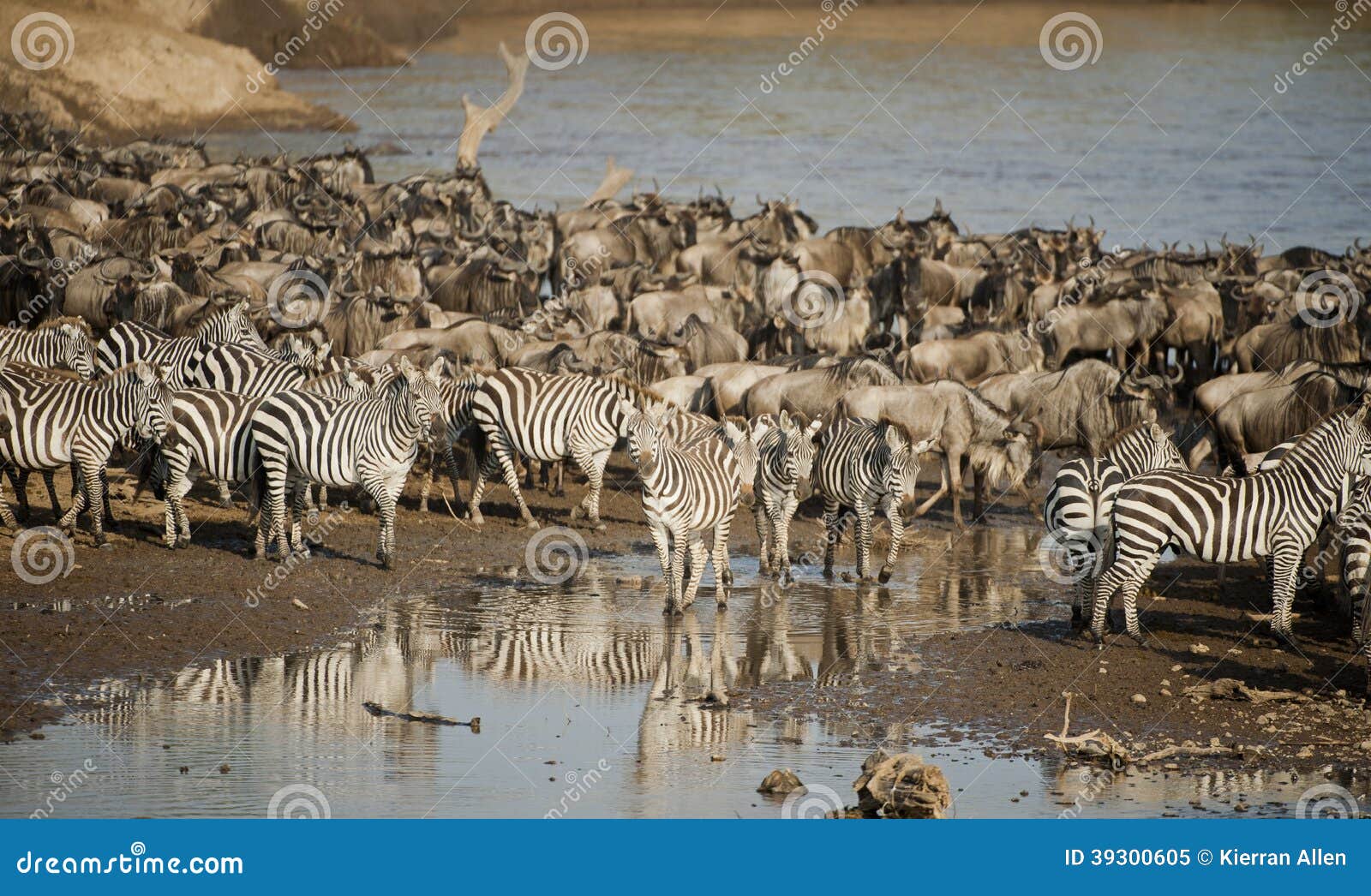 Zebra and Wildebeest in the Great Migration Stock Image - Image of ...