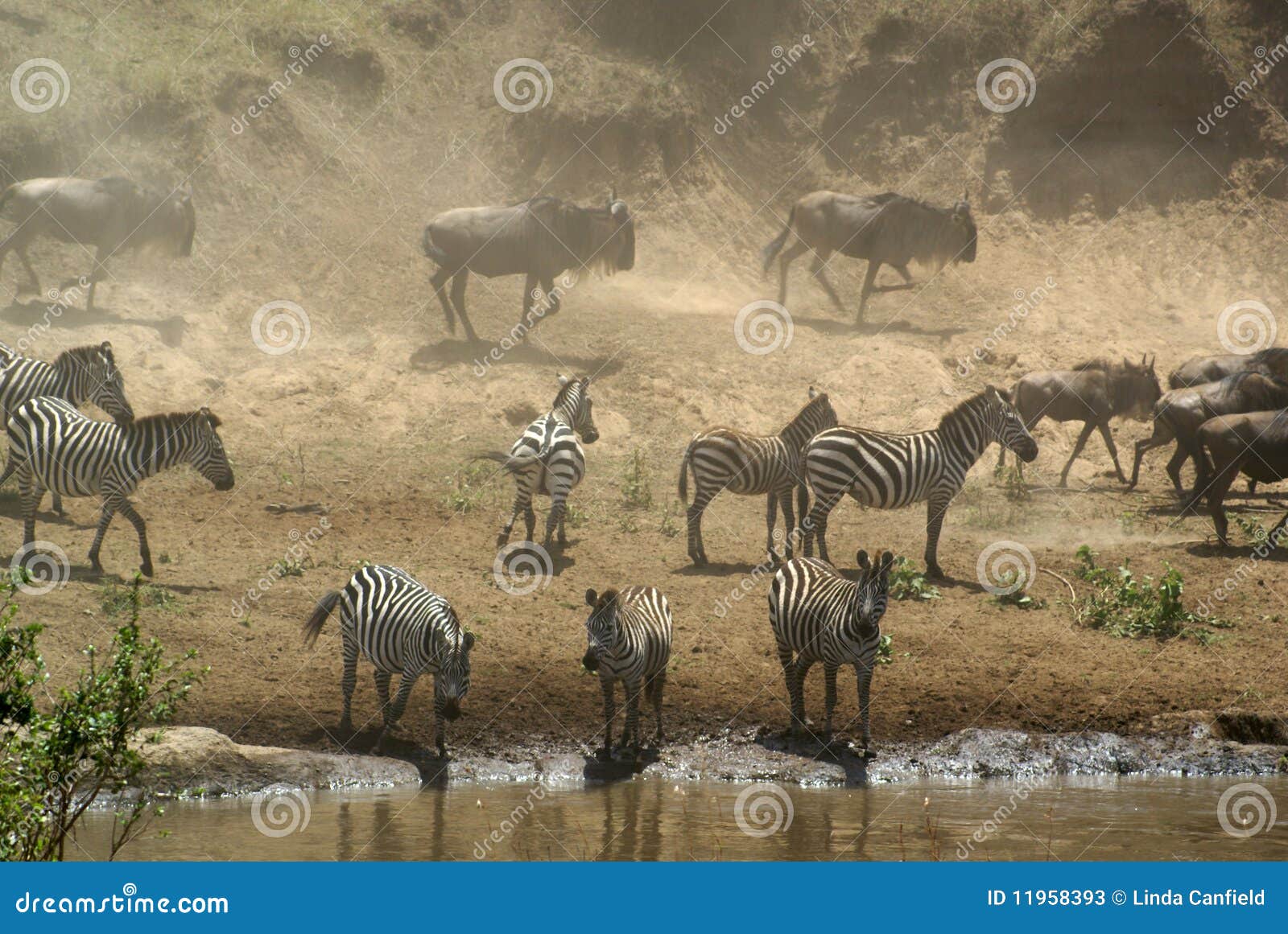 Zebra and Wildebeest at Mara River, Kenya Stock Image - Image of game ...
