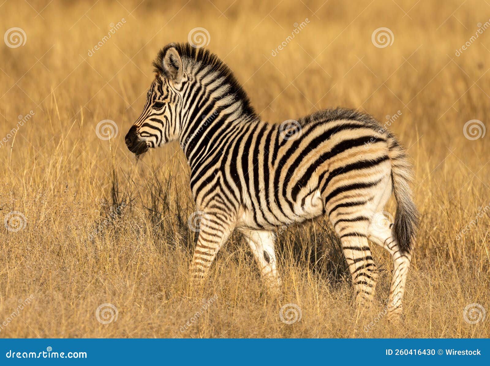 Zebra in the Wilderness of Africa Stock Photo - Image of stripes ...