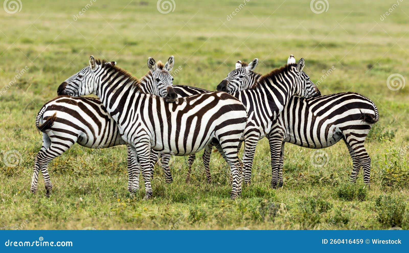 Zebra in the Wilderness of Africa Stock Image - Image of savanah, white ...