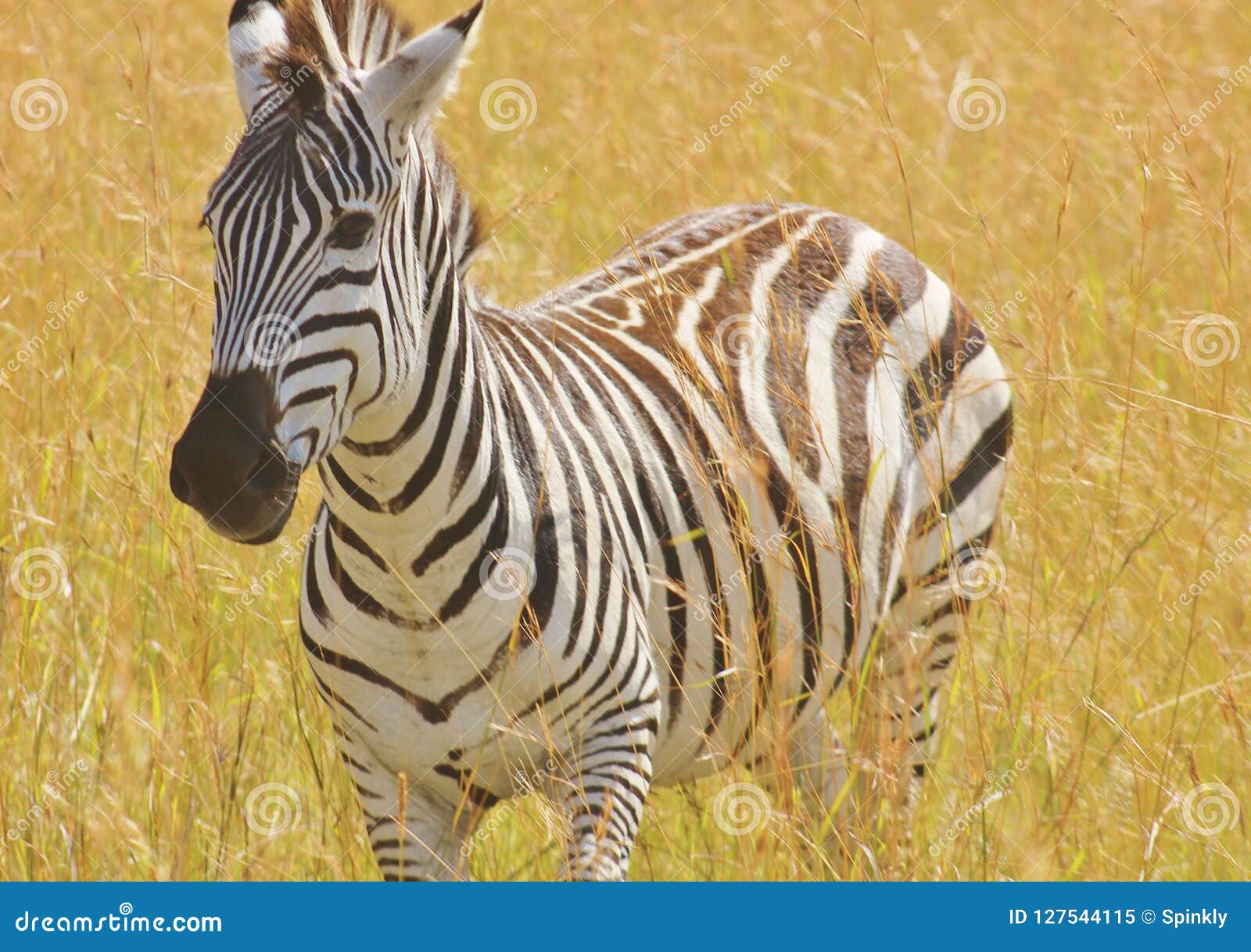 Zebra in the Wilderness within Tall Grass Stock Image - Image of ...