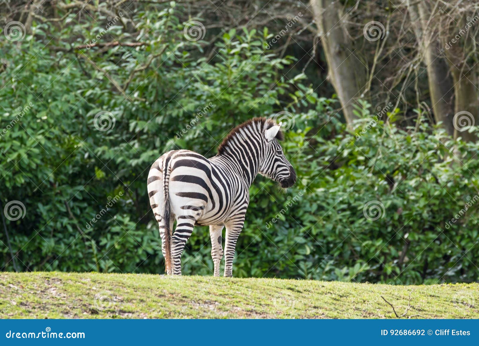 Zebra stock photo. Image of state, grass, grassland, wildlife - 92686692