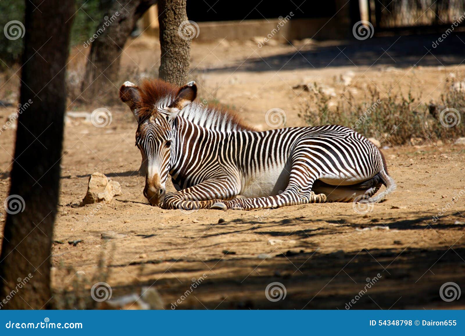 Zebra stock photo. Image of tourism, zebra, young, wild - 54348798