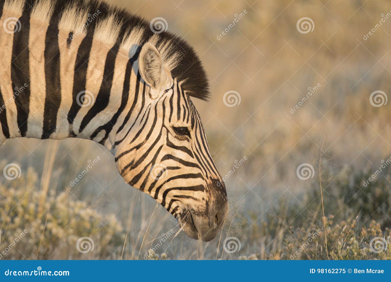Zebra stock image. Image of african, okaukeujo, black - 98162275