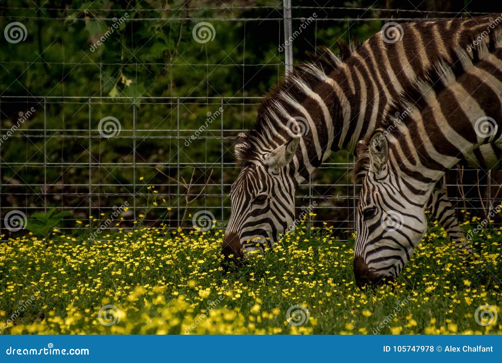 Zebra stock photo. Image of jungle, eating, fauna, wilderness - 105747978