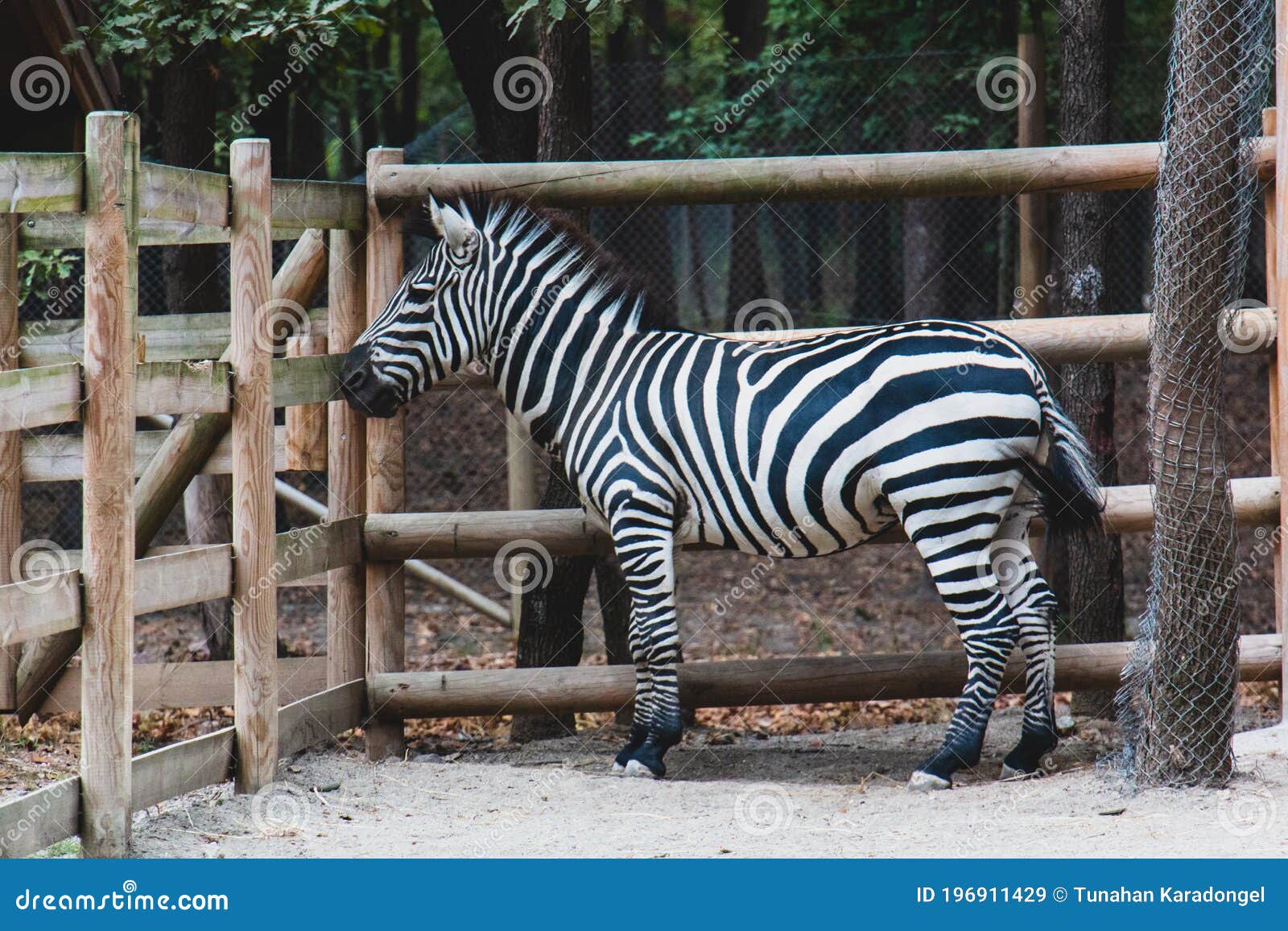 Zebra stock image. Image of fauna, standing, contour - 196911429