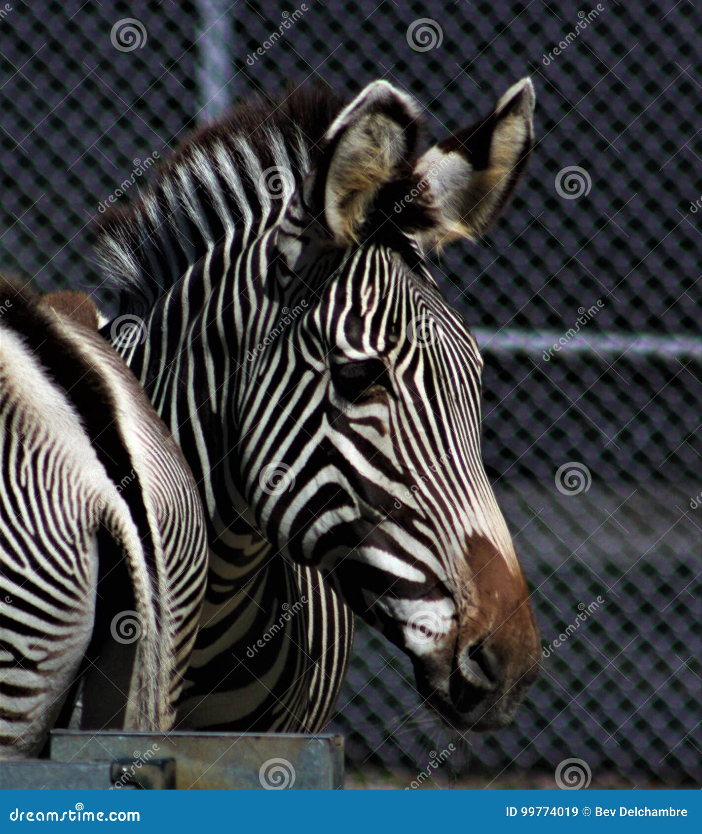 Zebra stock image. Image of sibling, zebra, stripes - 99774019