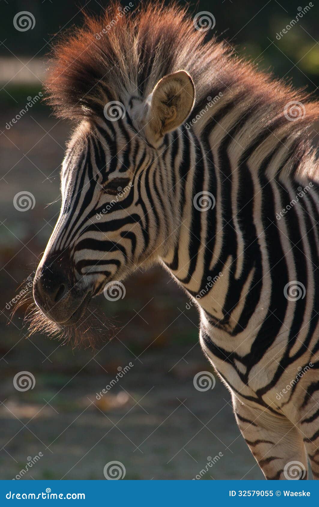 Zebra stock image. Image of fauna, striped, snout, whiskers - 32579055
