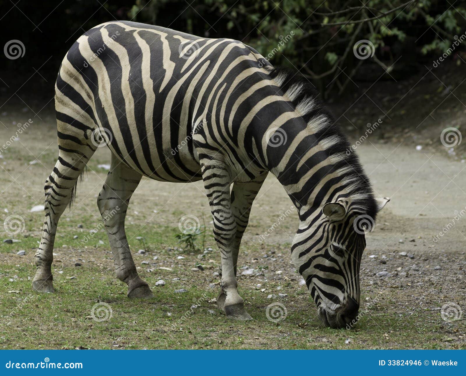 Zebra stock photo. Image of horse, animal, zebra, horses - 33824946