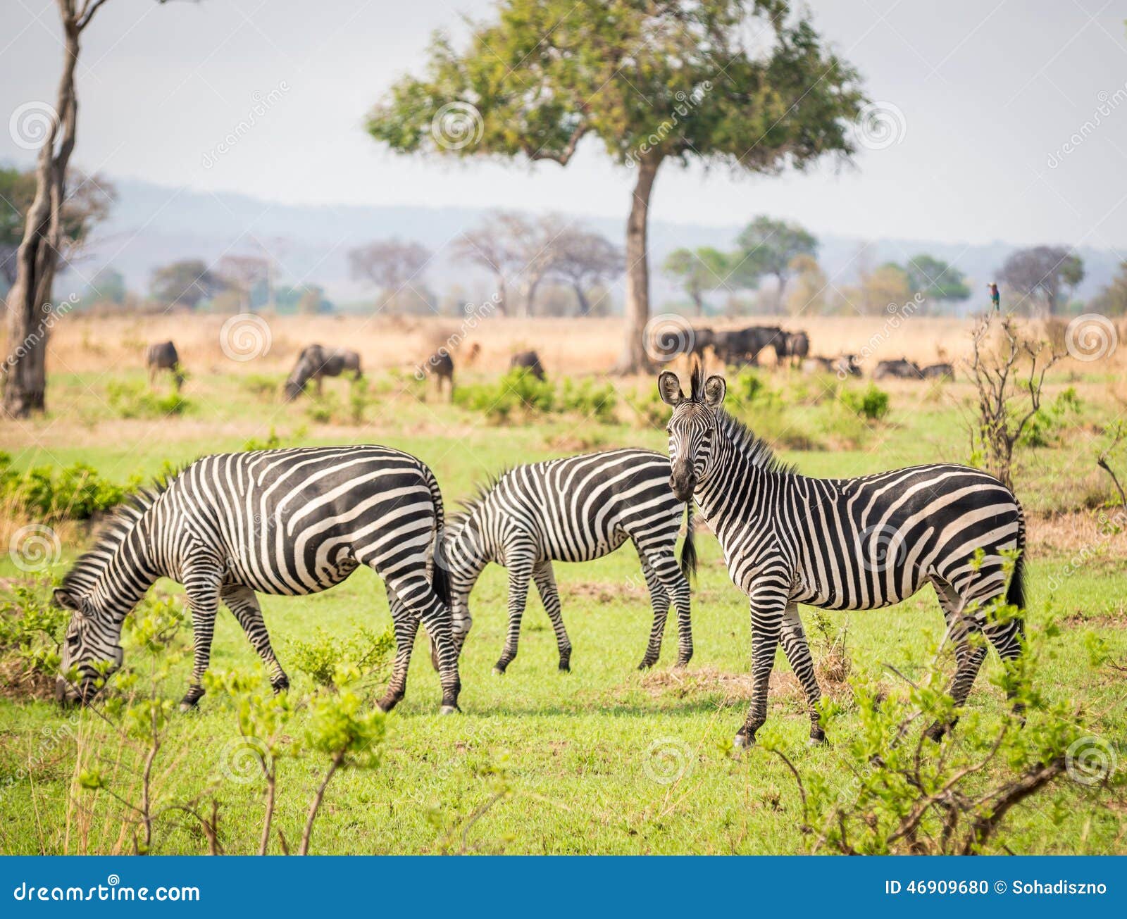 Zebra stock photo. Image of animal, savannah, outdoor - 46909680