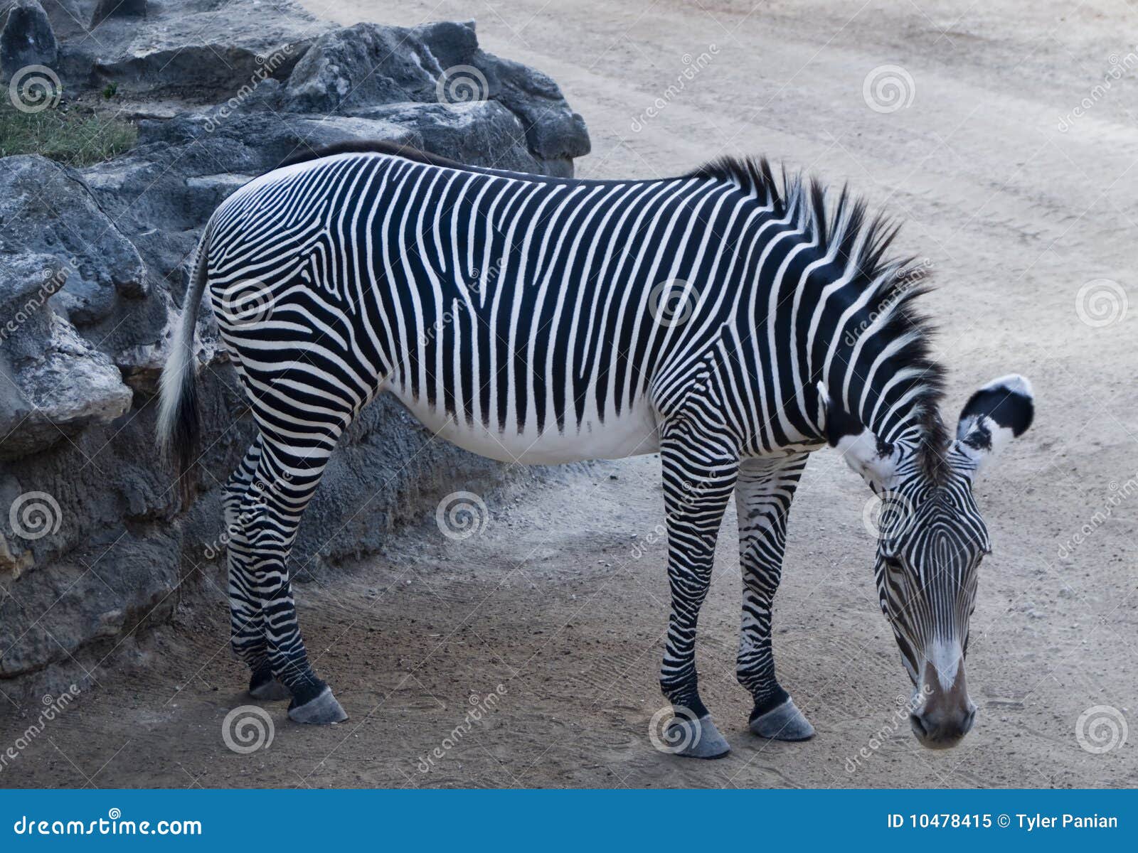 Zebra in a zoo stock image. Image of horse, profile, striped - 10478415
