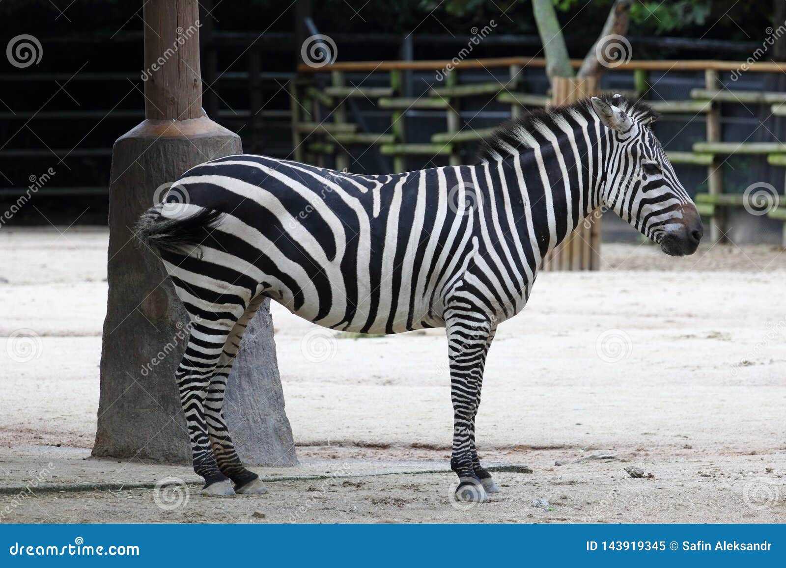 Zebra at the zoo stock image. Image of asia, herbivore - 143919345