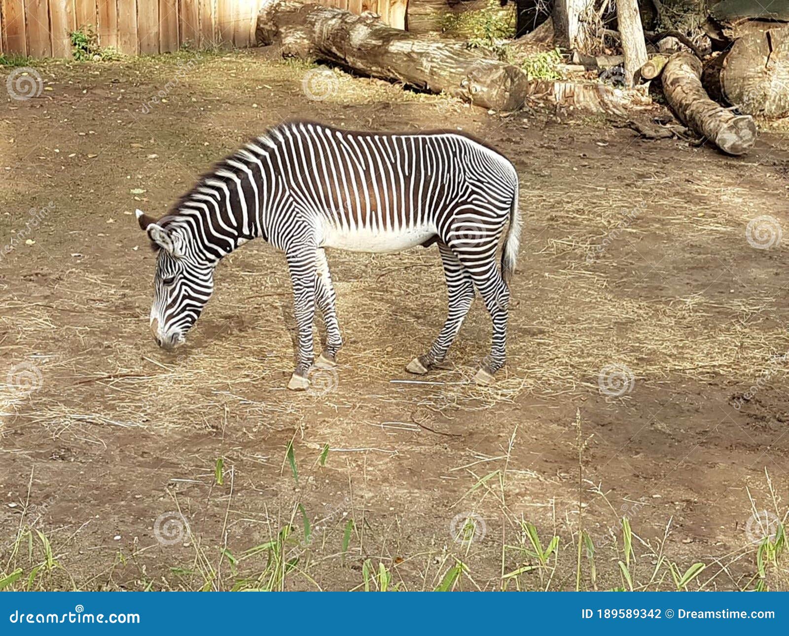 Zebra in the Zoo stock photo. Image of animal, zebra - 189589342