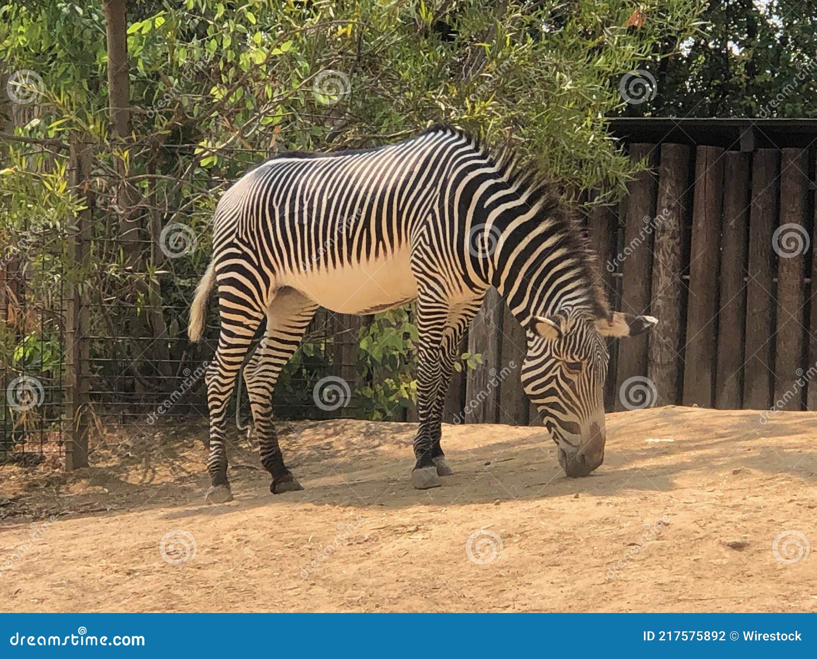 Zebra in the zoo stock photo. Image of nature, mammal - 217575892