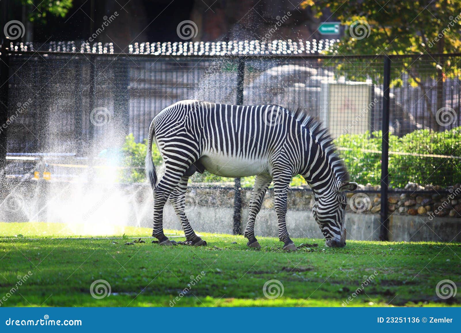 Zebra in the zoo stock photo. Image of picking, male - 23251136