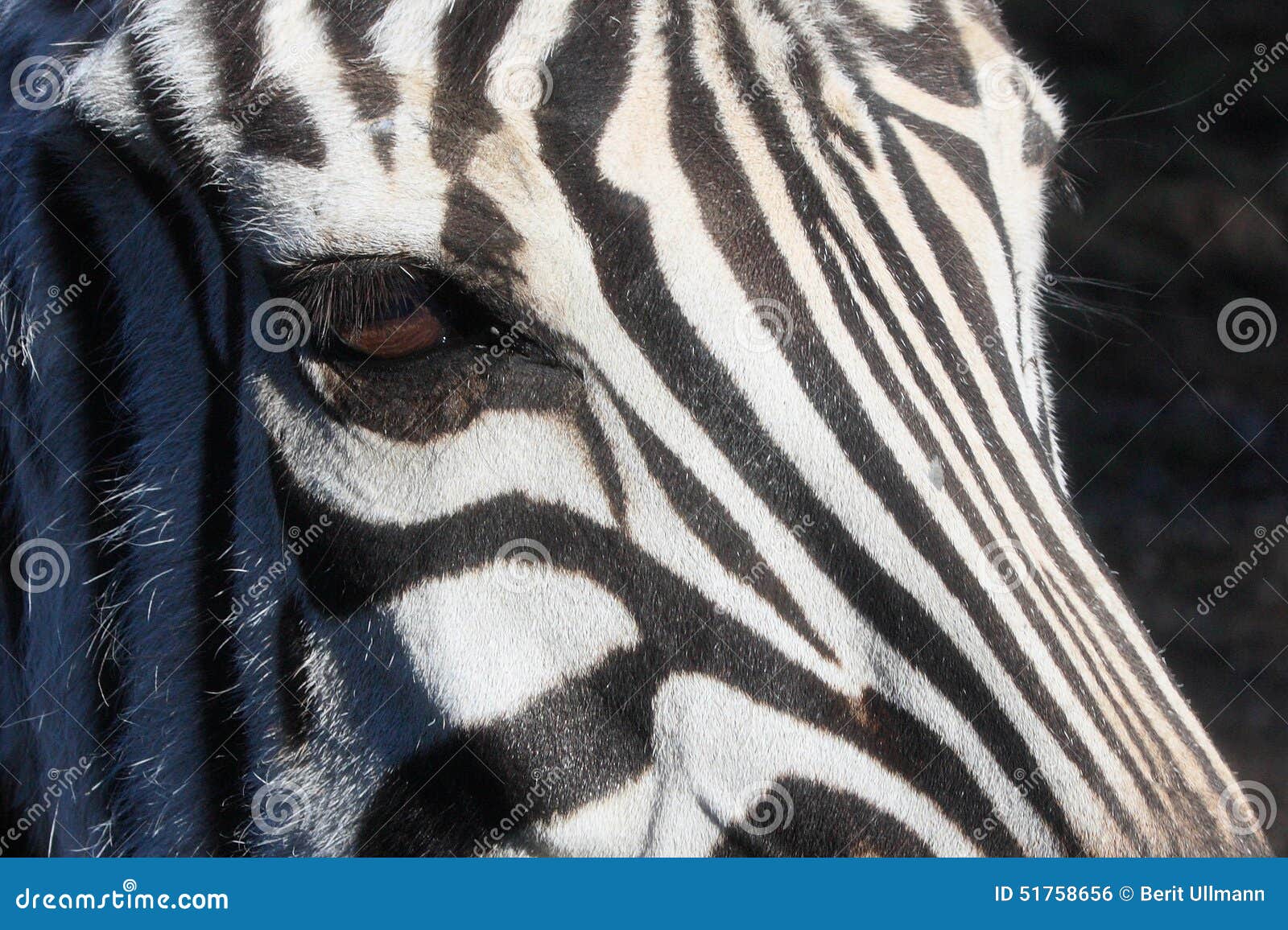 Zebra stock photo. Image of whiskers, snout, wild, quagga - 51758656