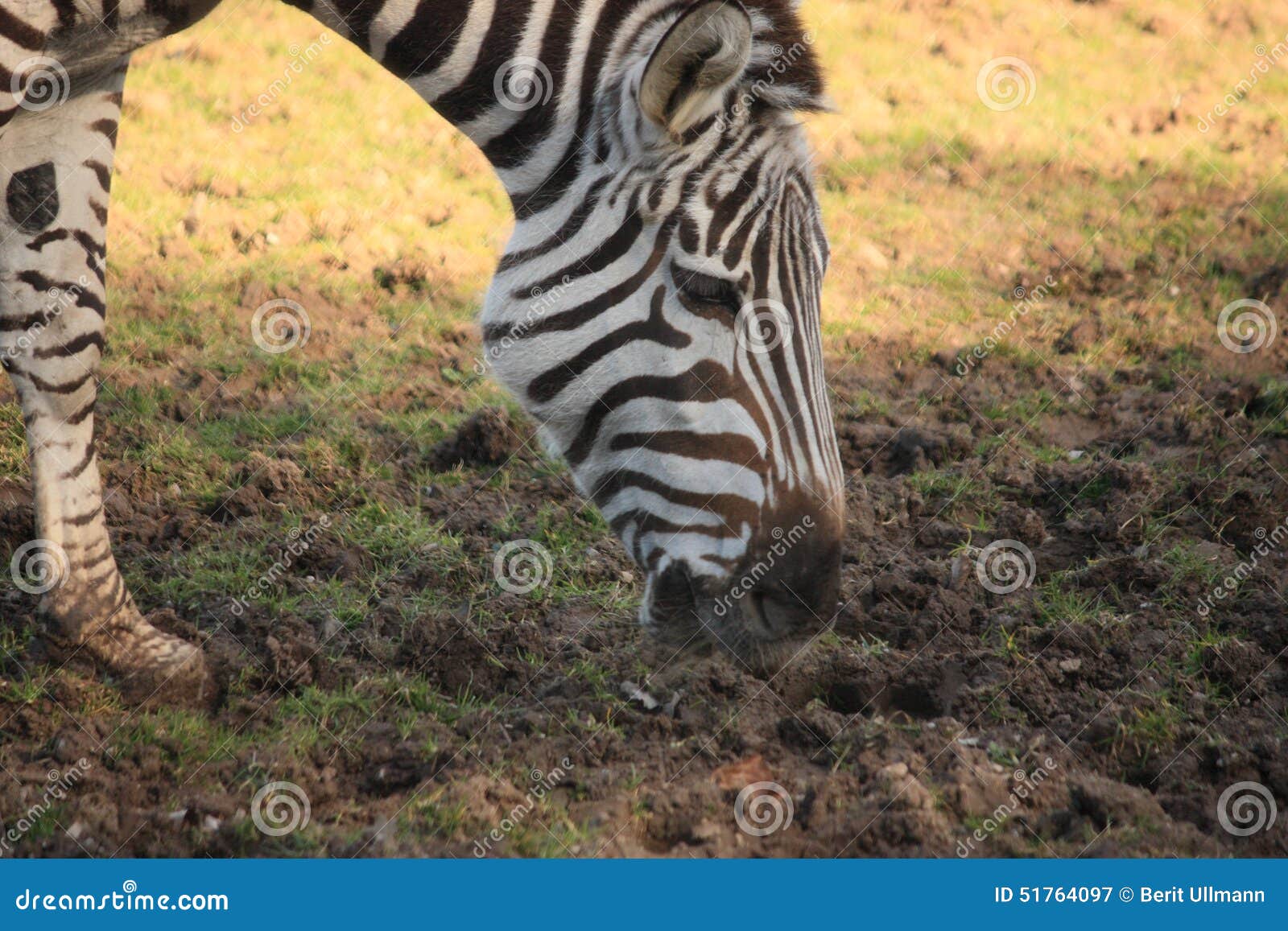 Zebra stock image. Image of zebra, snout, grassland, wildlife - 51764097