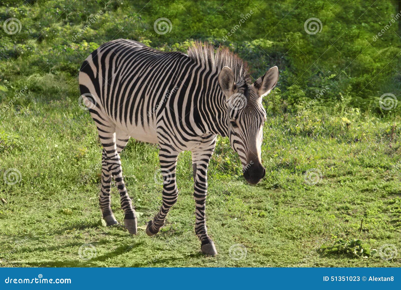 Zebra in zoo stock image. Image of outdoors, nature, summer - 51351023