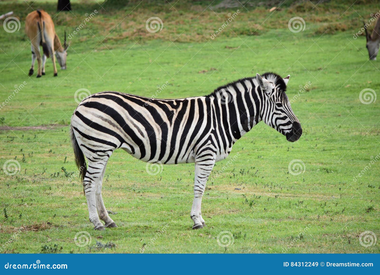 Zebra stock image. Image of stripes, australia, safari - 84312249