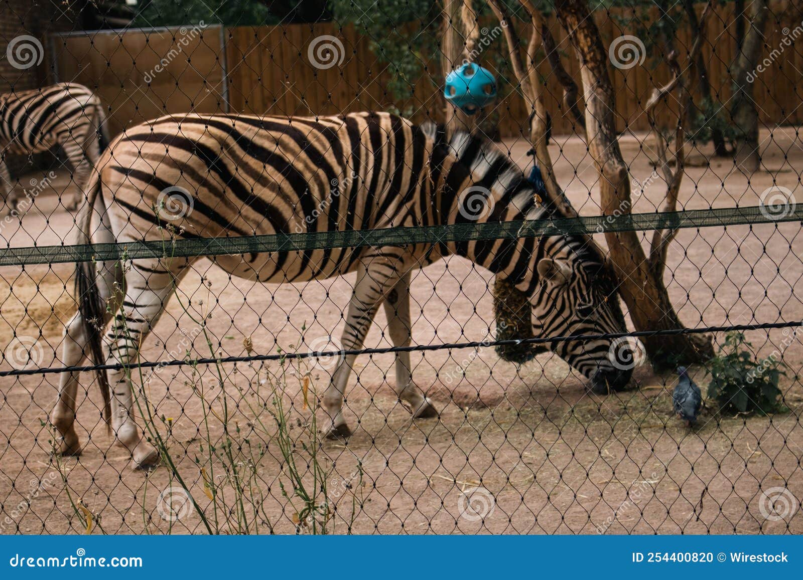 Zebra at the Zoo Behind the Cage Fence. Stock Photo - Image of travel ...