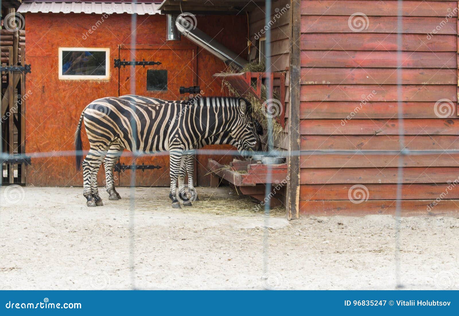 Zebra in the zoo cage stock image. Image of savanna, outdoors - 96835247
