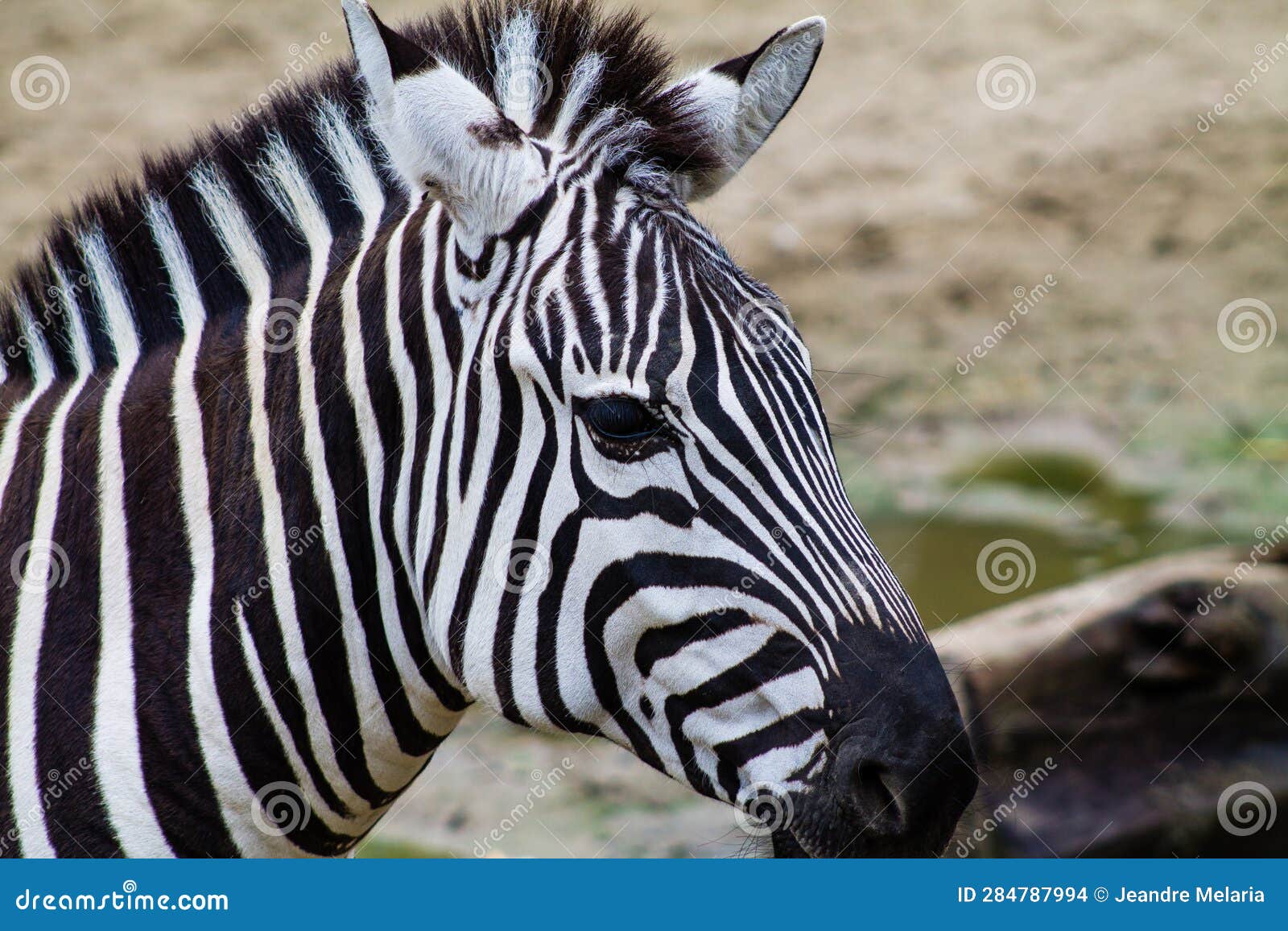 Zebra in the Zoo, Close-up of Head and Neck Stock Photo - Image of ...