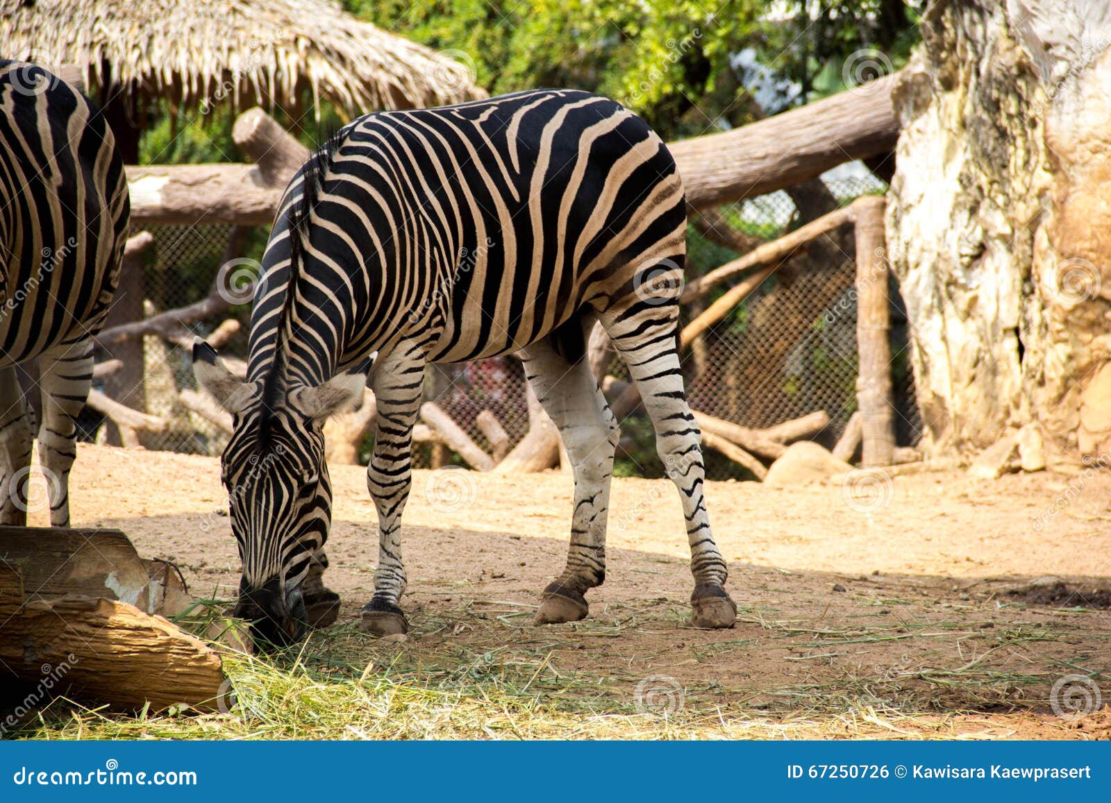 Zebra in zoo stock photo. Image of eating, food, safari - 67250726